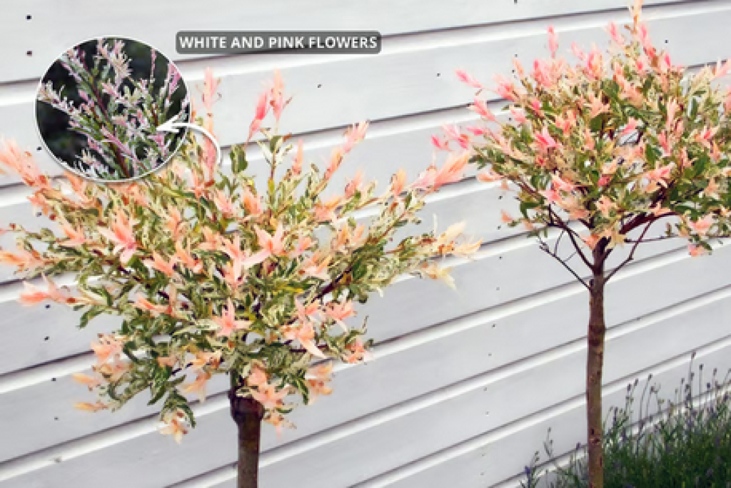 Pair of Salix Flamingo Flowering Patio Trees – 90-120cm Tall - Bargain ...
